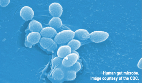 gut_microbe.png | Amgen Biotech Experience